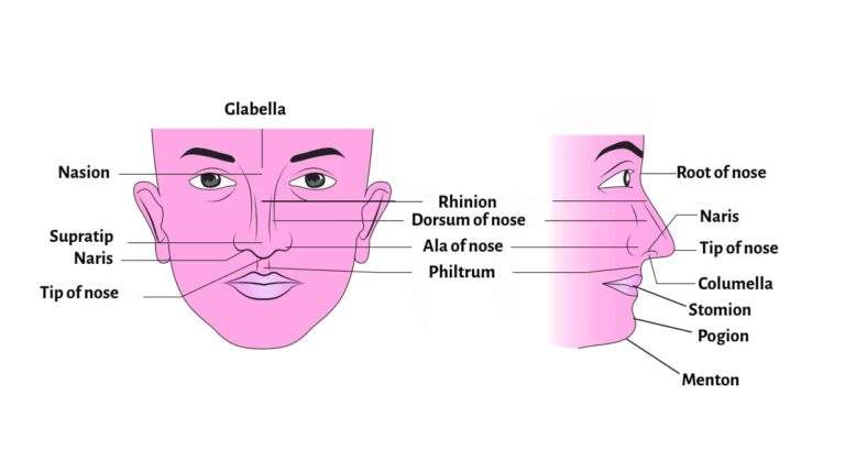 Anatomy of External Nose - Nasion, Rhinion, Supratip.
