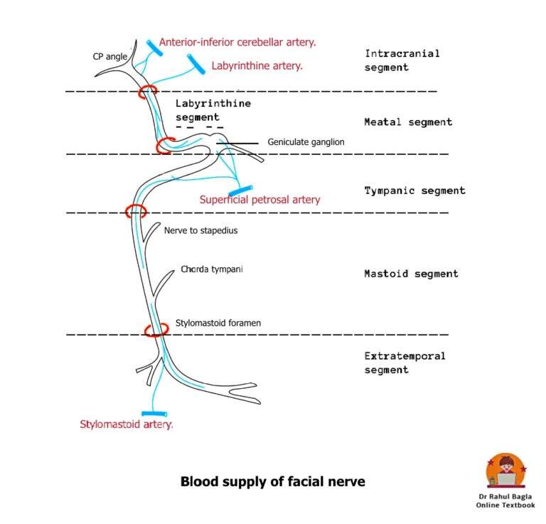 Facial Nerve Paralysis - Cause, Treatment, Best Notes, PDF, PPT