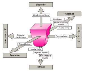 Anatomy of Middle ear - Dr. Rahul Bagla ENT Textbook