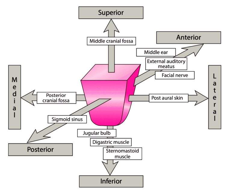 Anatomy of Middle ear - Dr. Rahul Bagla ENT Textbook