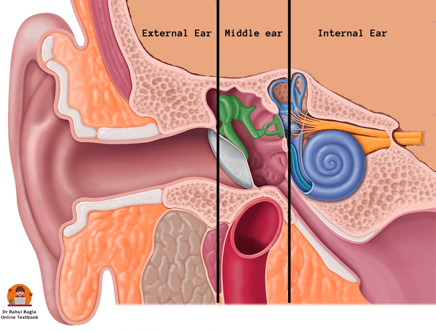 Anatomy of Internal ear - How the Inner Ear Works: Understanding ...