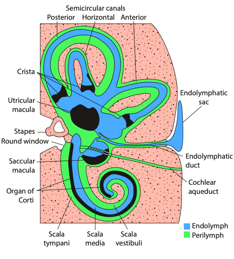 Anatomy of Internal ear - How the Inner Ear Works: Understanding ...