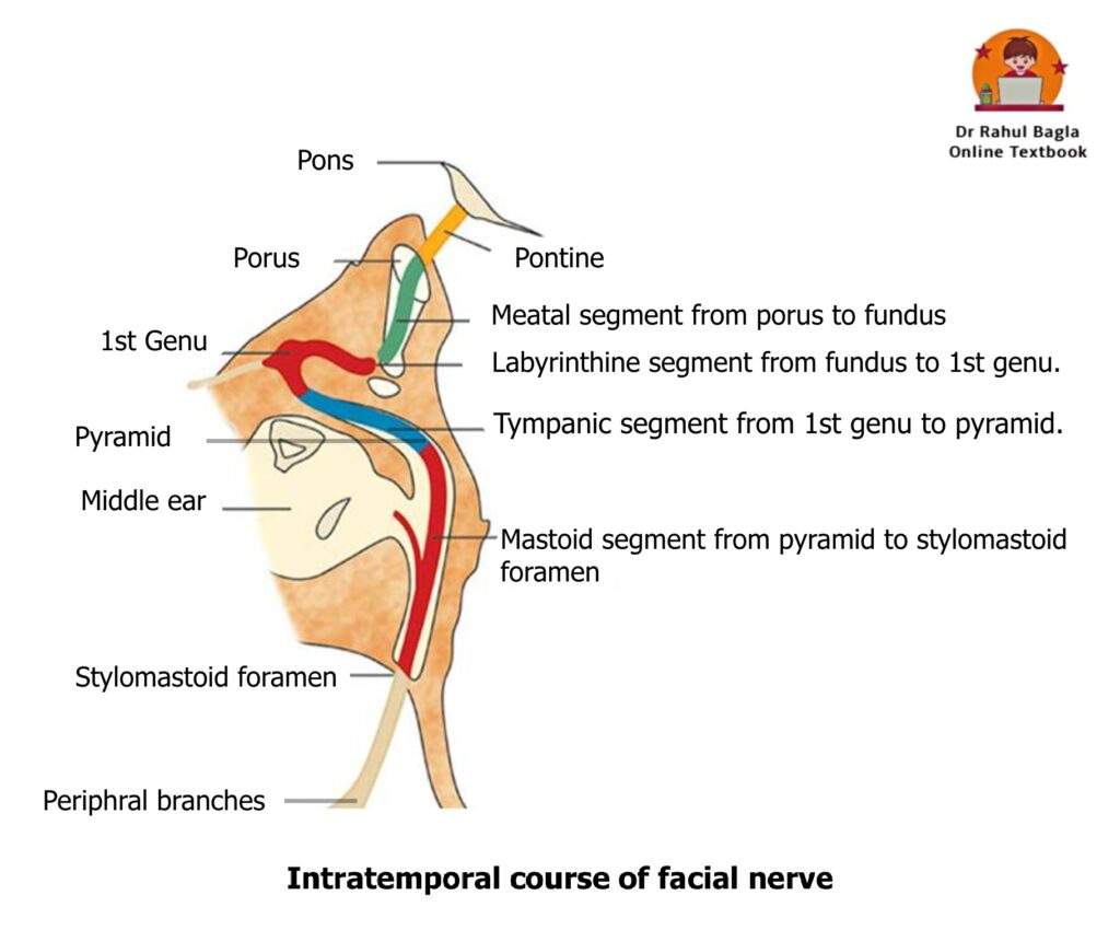 Facial Nerve Paralysis - Cause, Treatment, Best Notes, PDF, PPT