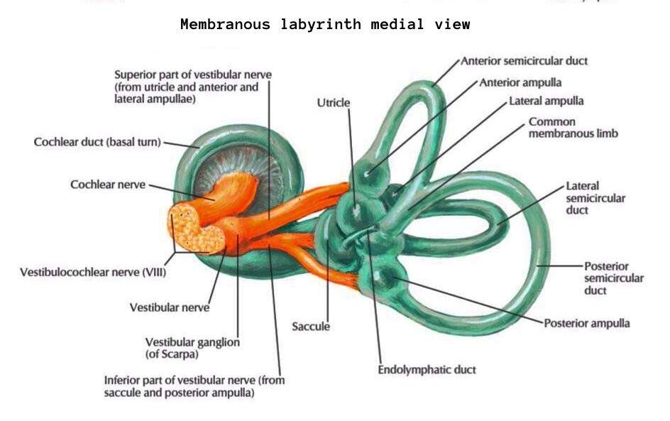 Anatomy of Internal ear - How the Inner Ear Works: Understanding ...