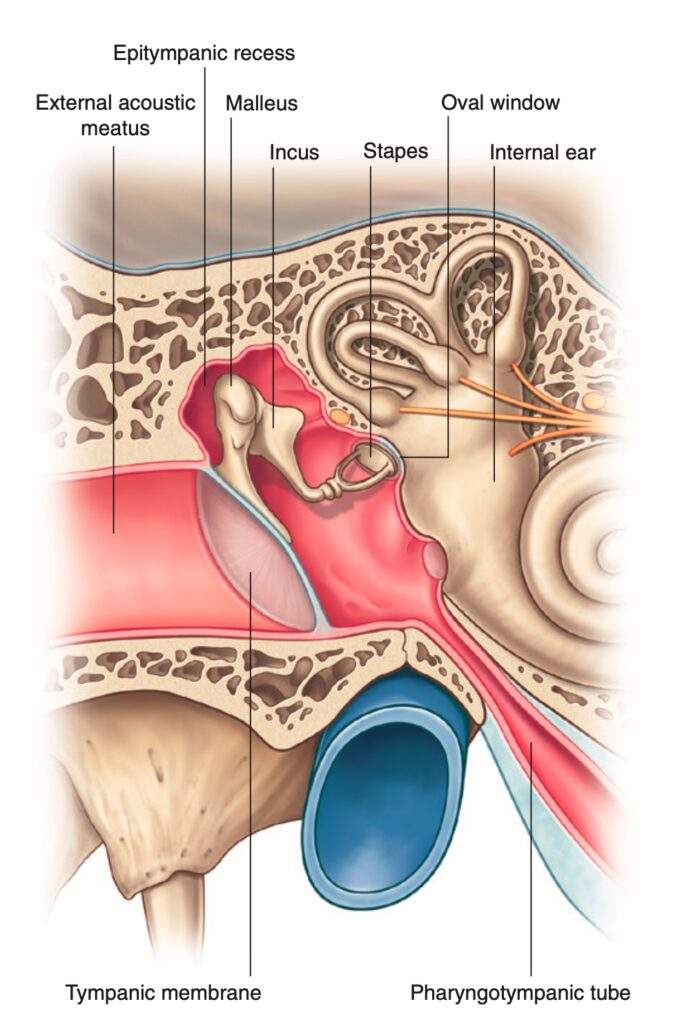 Anatomy of Middle ear - Dr. Rahul Bagla ENT Textbook