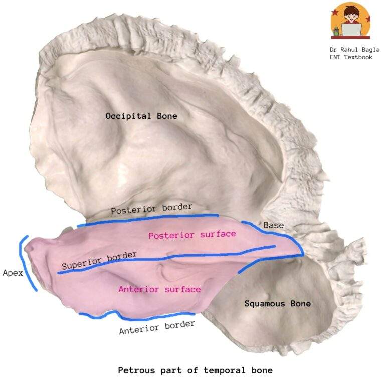 Temporal Bone Anatomy— High-Yield Revision - Best diagrams