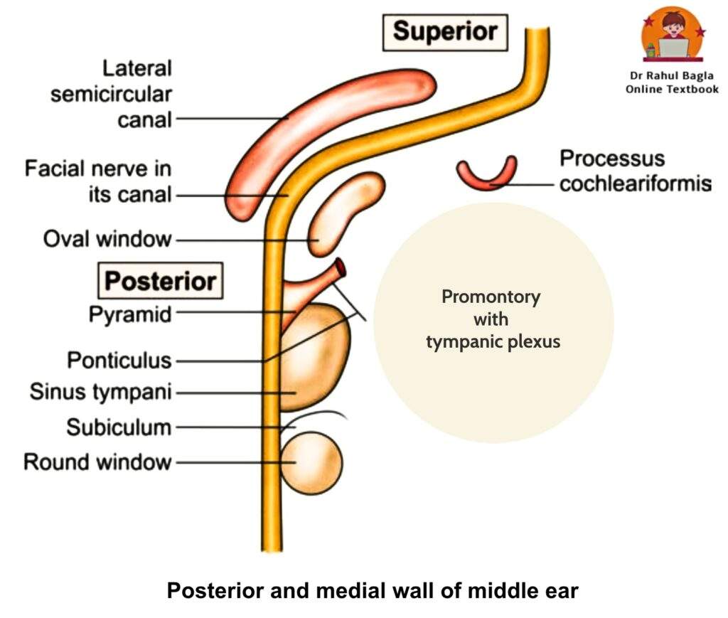 Anatomy of Middle ear - Dr. Rahul Bagla ENT Textbook
