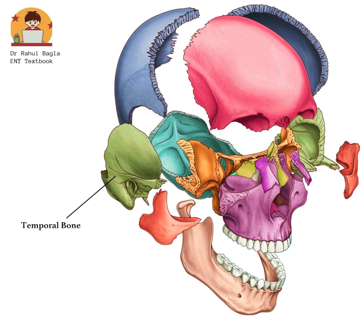 Anatomy of Temporal Bone - Best Anatomy, Notes, Lecture, PPT, PDF