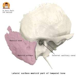 Anatomy of Temporal Bone - Best Anatomy, Notes, Lecture, PPT, PDF