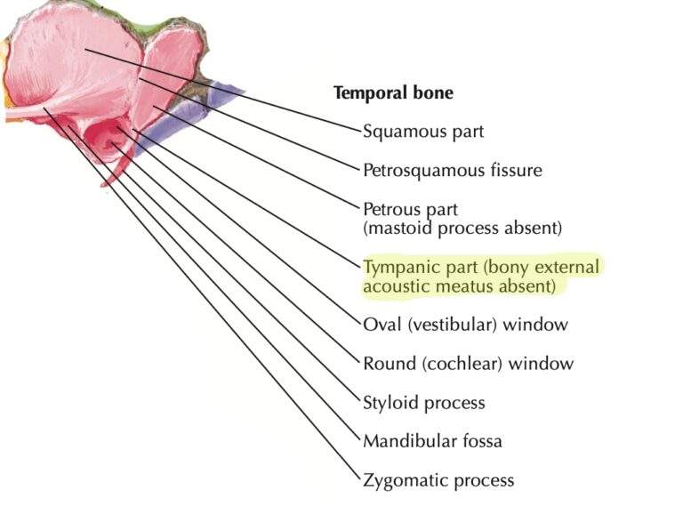 Anatomy of Temporal Bone - Best Anatomy, Notes, Lecture, PPT, PDF