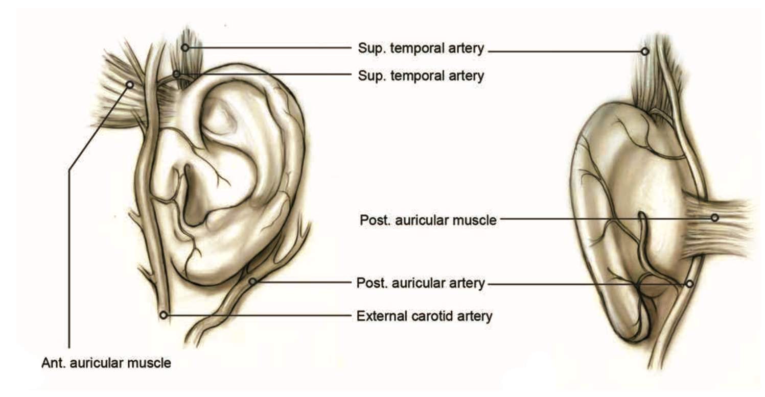 Anatomy of External Ear - Foramen Hushcke, Anterior recess