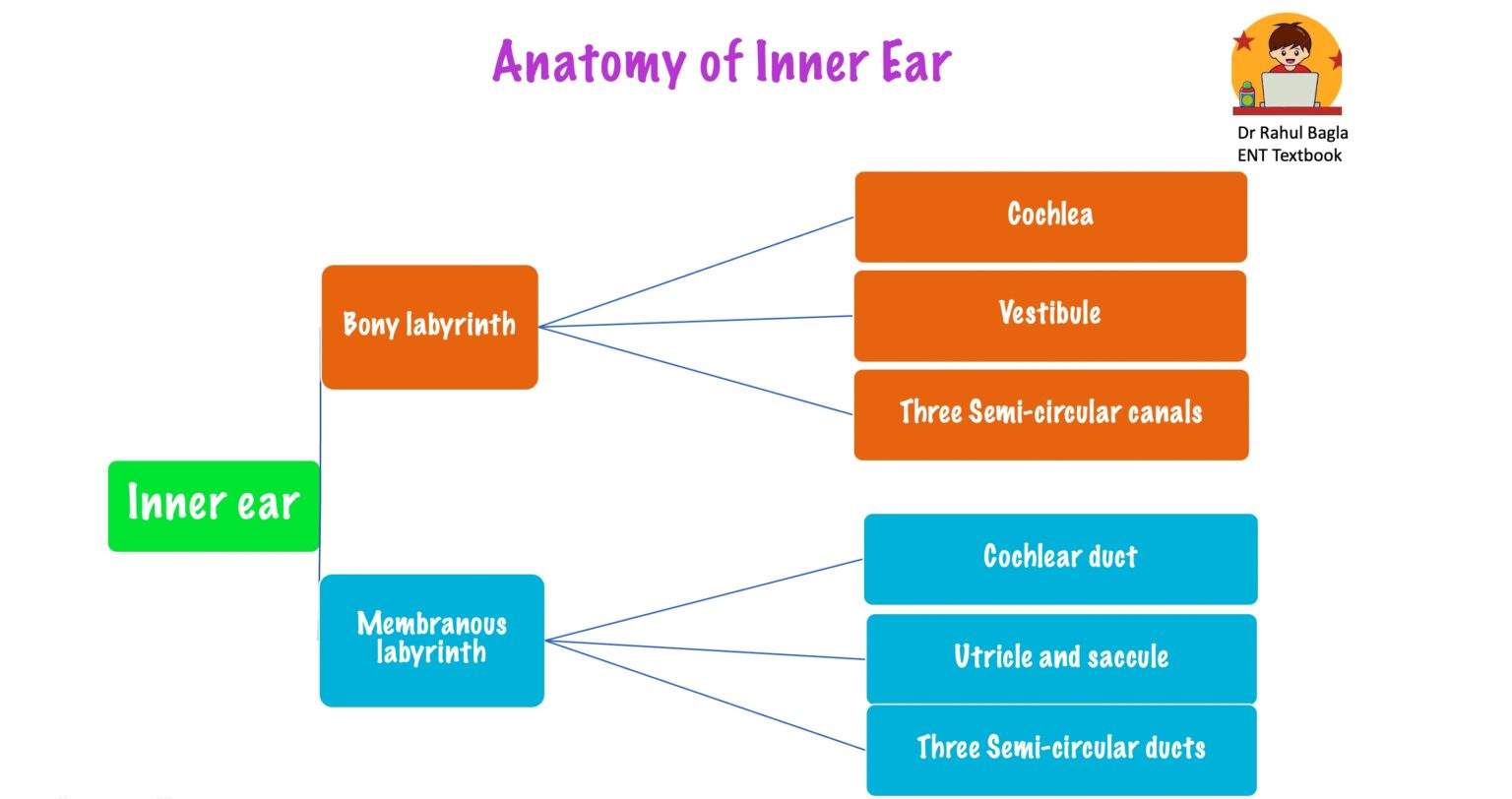 Anatomy of Internal ear - How the Inner Ear Works: Understanding ...