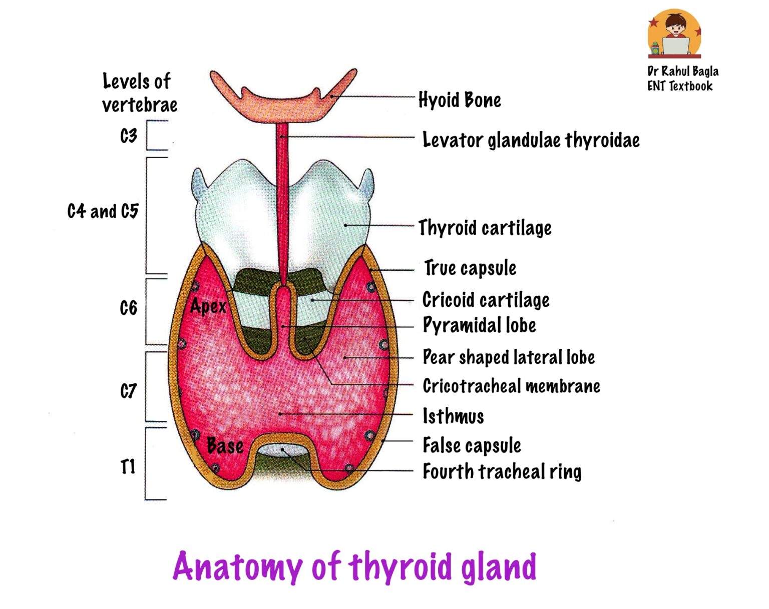 Anatomy of Thyroid Gland - Joll's, Beahr's, Lore Triangle