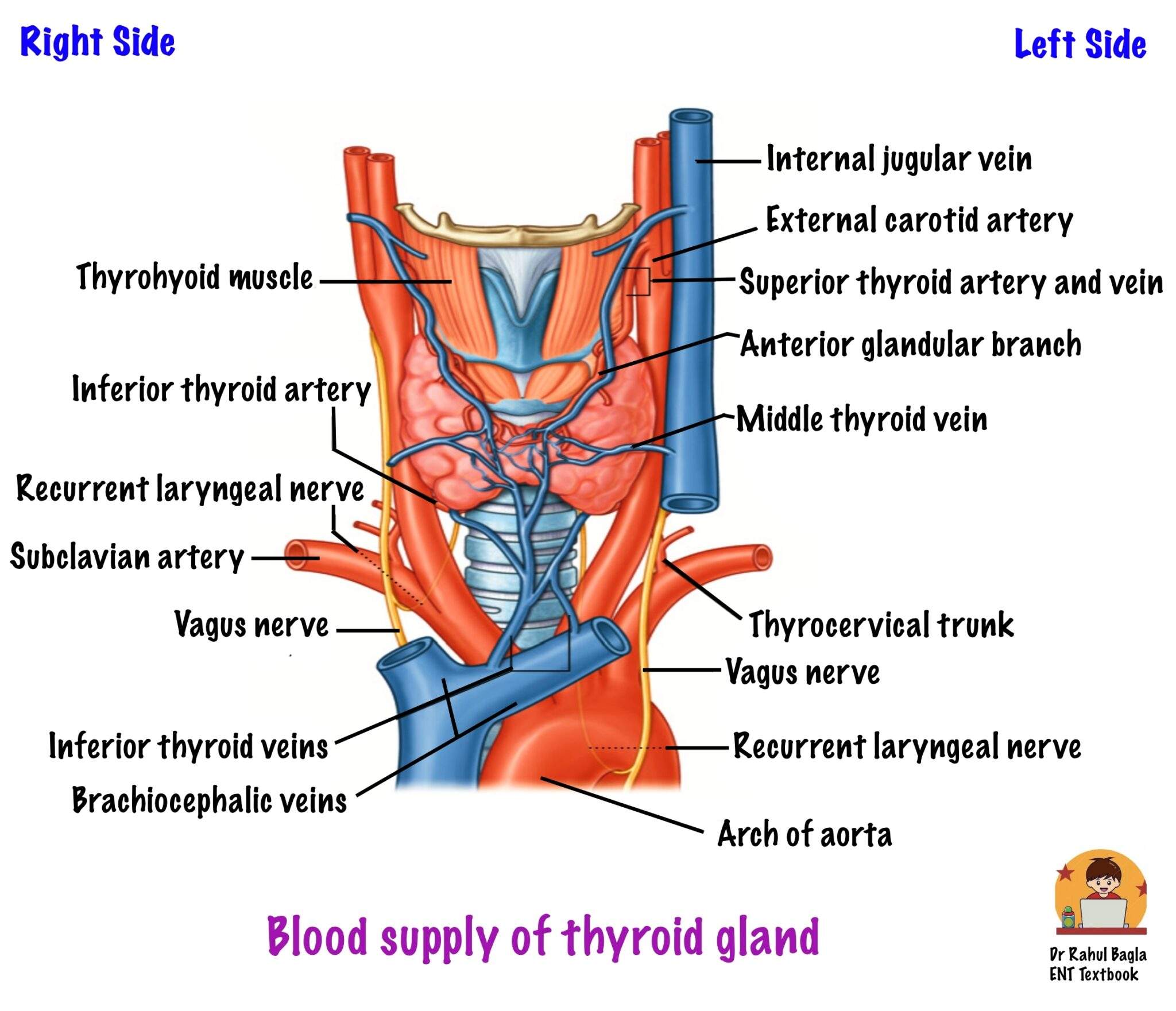 Anatomy of Thyroid Gland - Joll's, Beahr's, Lore Triangle