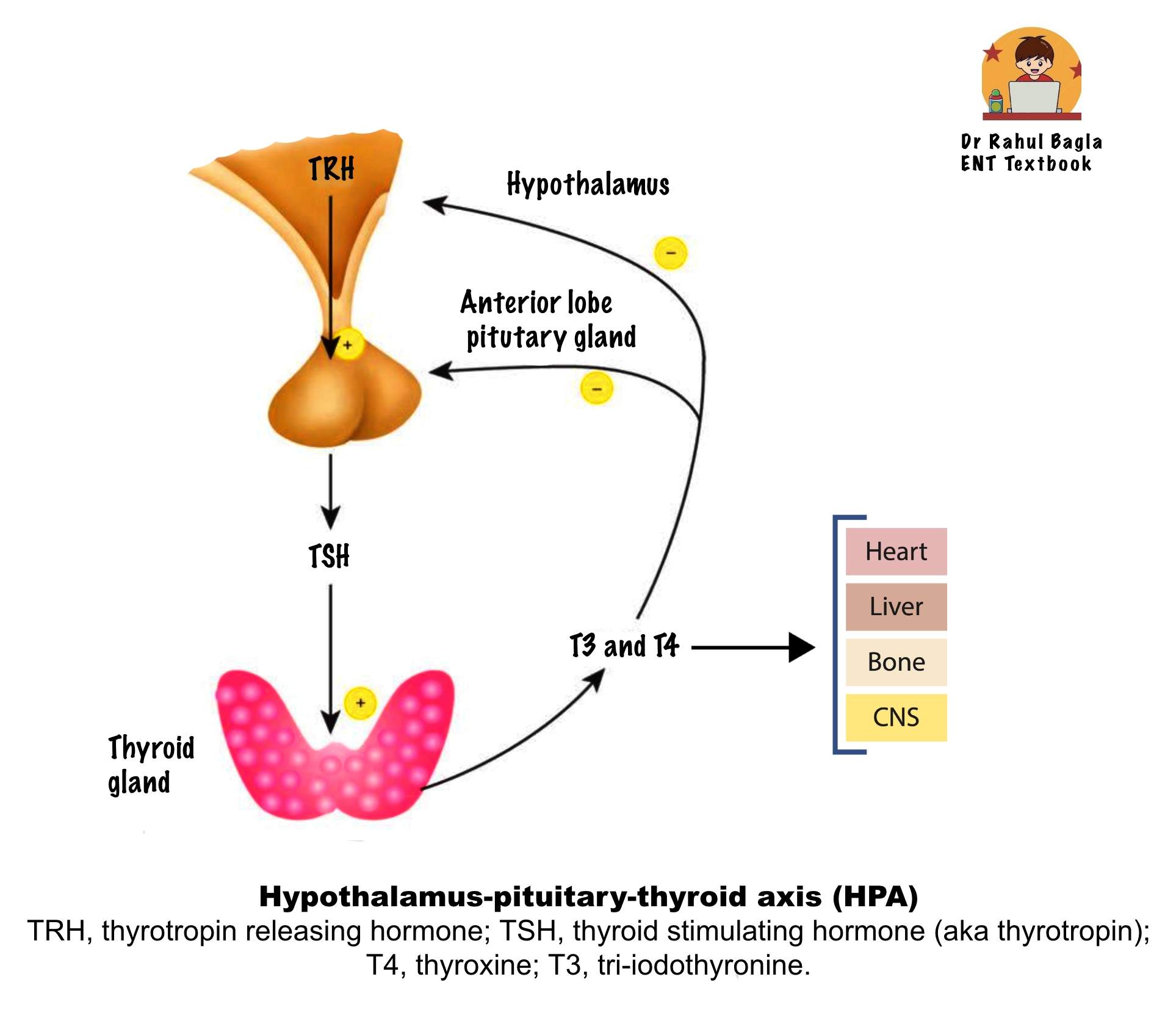 Physiology of Thyroid Gland - Structure, Hormones & Regulation