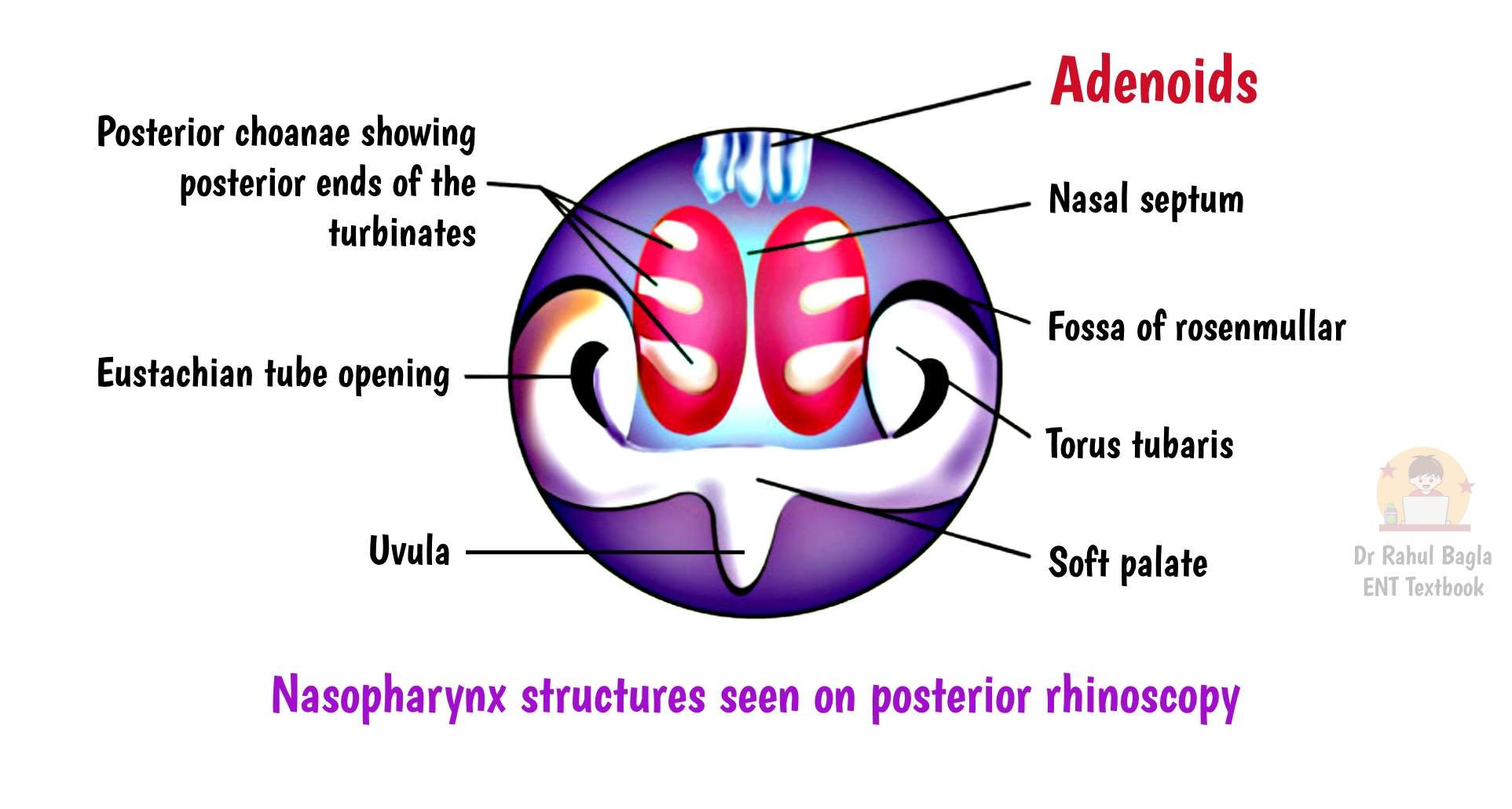Adenoids - Anatomy and Physiology, Snoring problems in kids