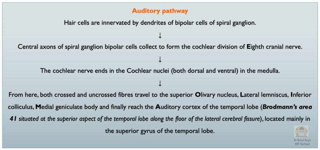 Physiology of Hearing - Mechanism, Flowchart, Diagram, Notes