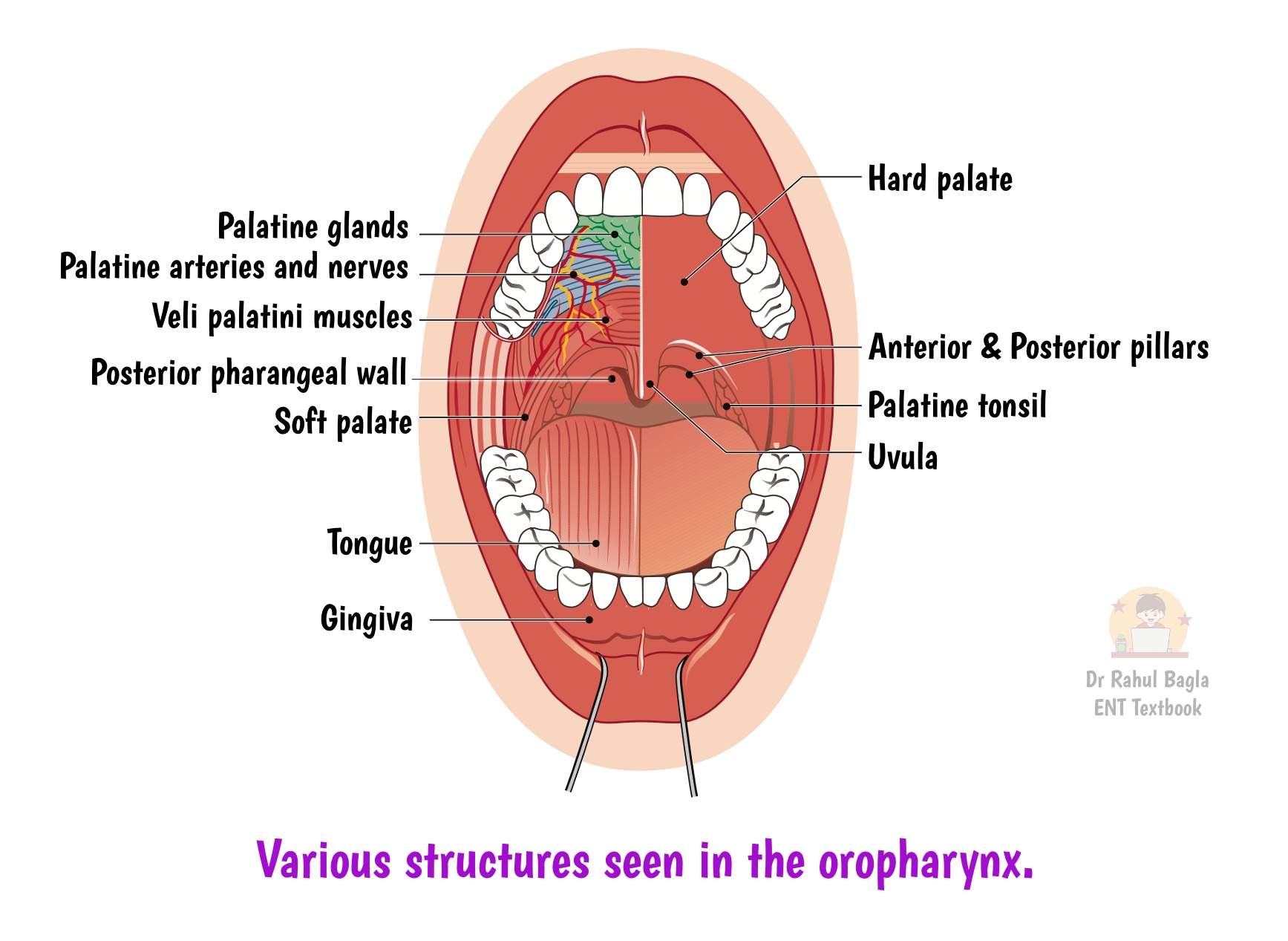 Anatomy and Physiology of Pharynx - Divisions of Pharynx