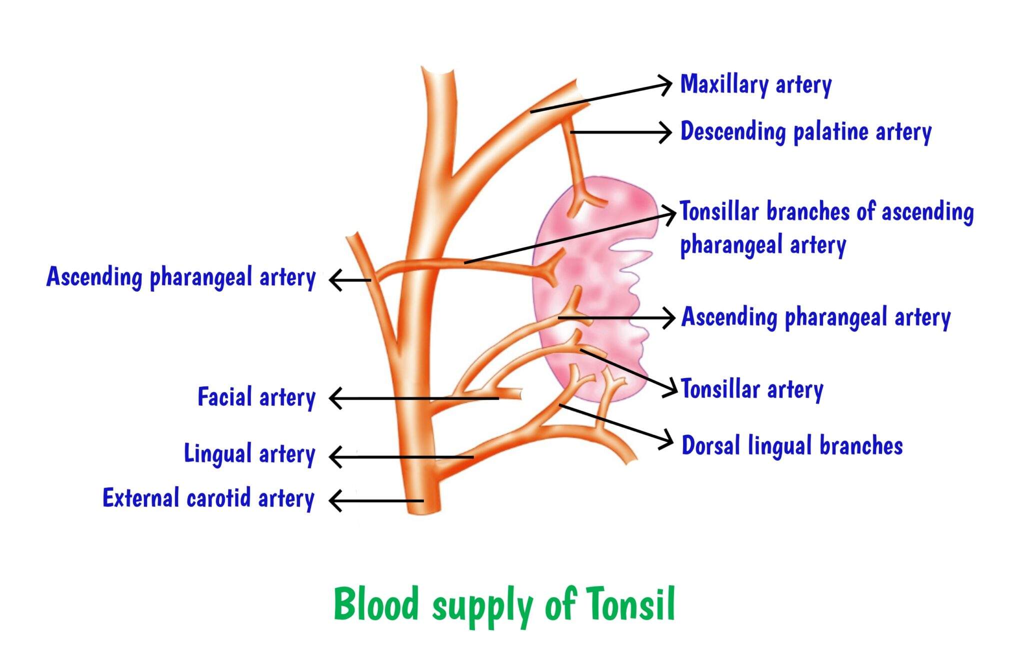 Palatine Tonsils - Understanding the Anatomy and Role of Palatine Tonsils