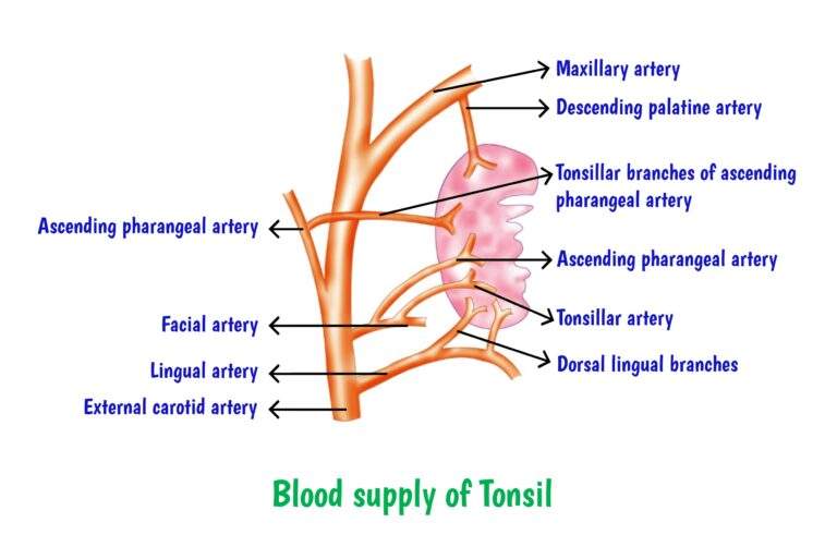 Palatine Tonsils - Understanding the Anatomy and Role of Palatine Tonsils