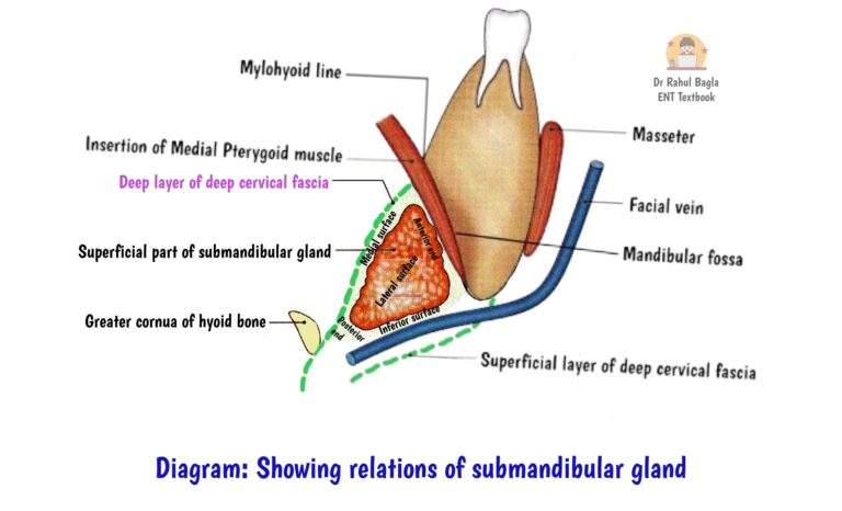 Anatomy of Submandibular Gland - Structure, Function, and Clinical Insights