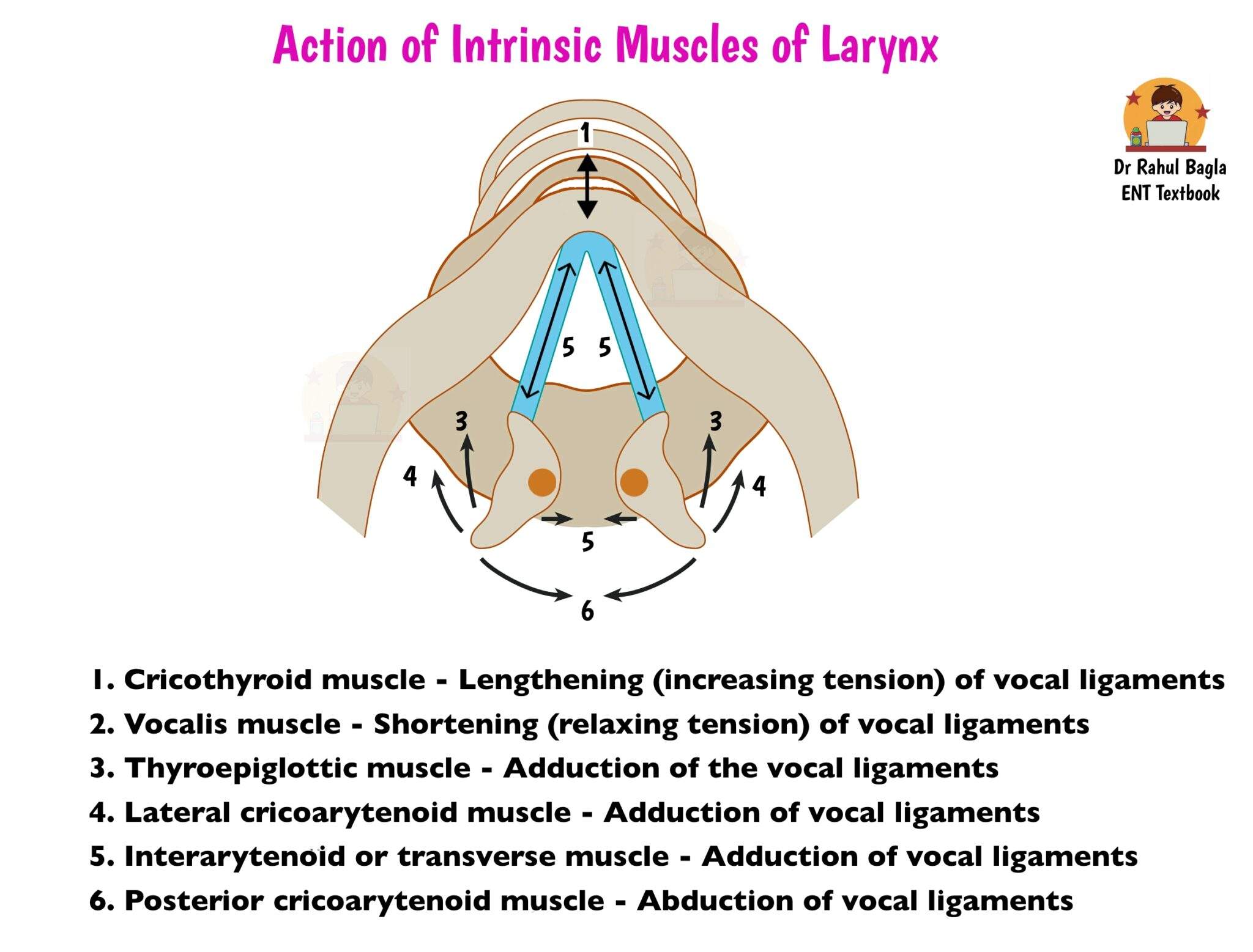 Anatomy of larynx - Sinus of Morgagni, Pre-Epiglottic Space of Boyer ...