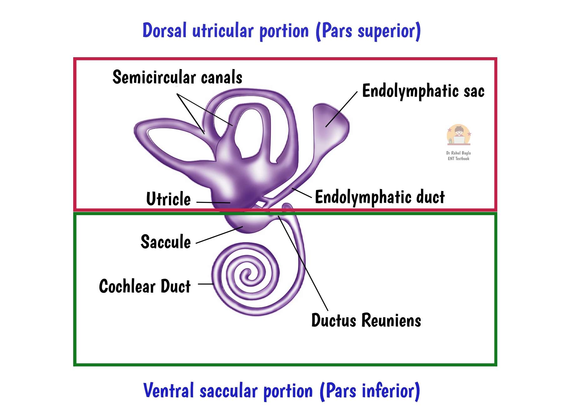Embryology of Ear - Development, Hillocks, Meatal plug, otic placode