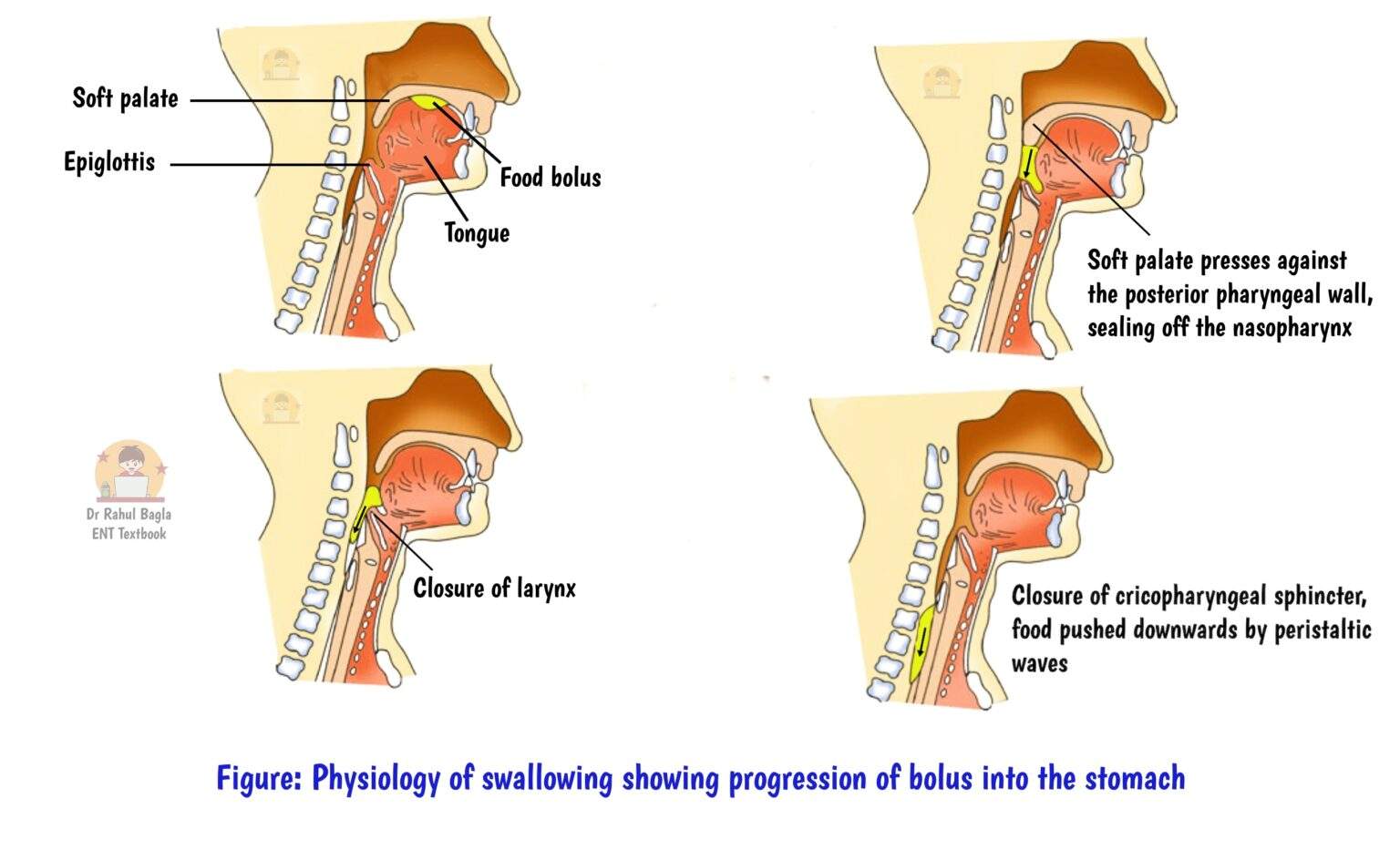 Physiology of Swallowing - Diaphragm’s pinch-cock effect