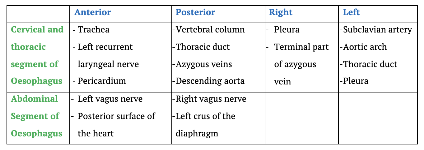 Anatomy of Oesophagus - Structure, Layers and Sphincters of the oesophagus