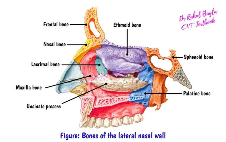 Anatomy of Internal Nose : Key Points for MBBS and PG Students