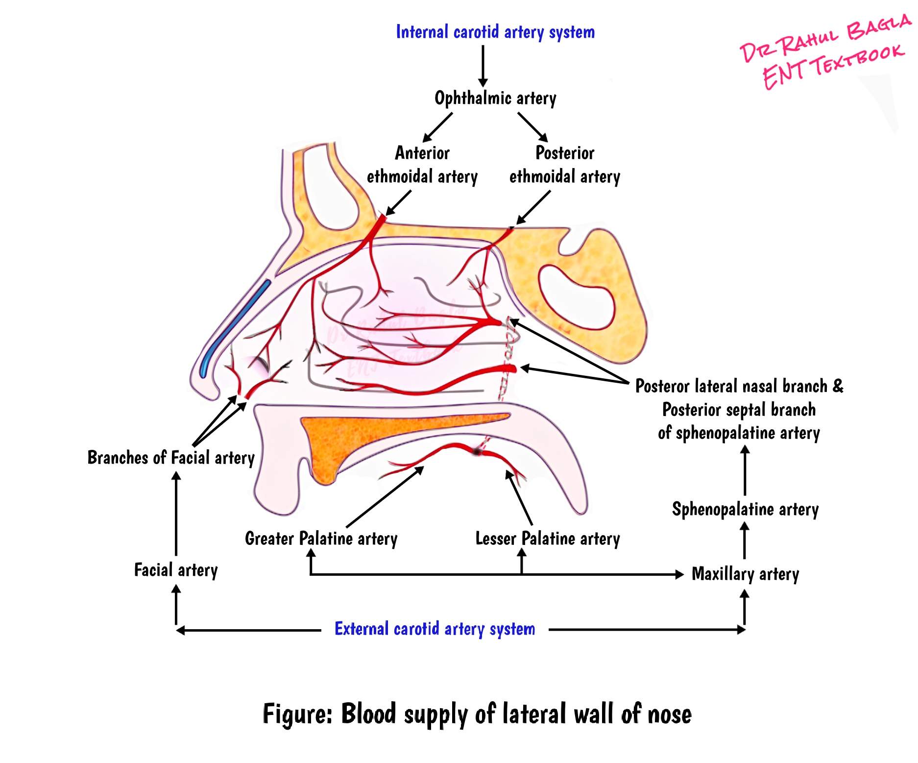 Epistaxis - Epistaxis (Nose bleed) management guidelines