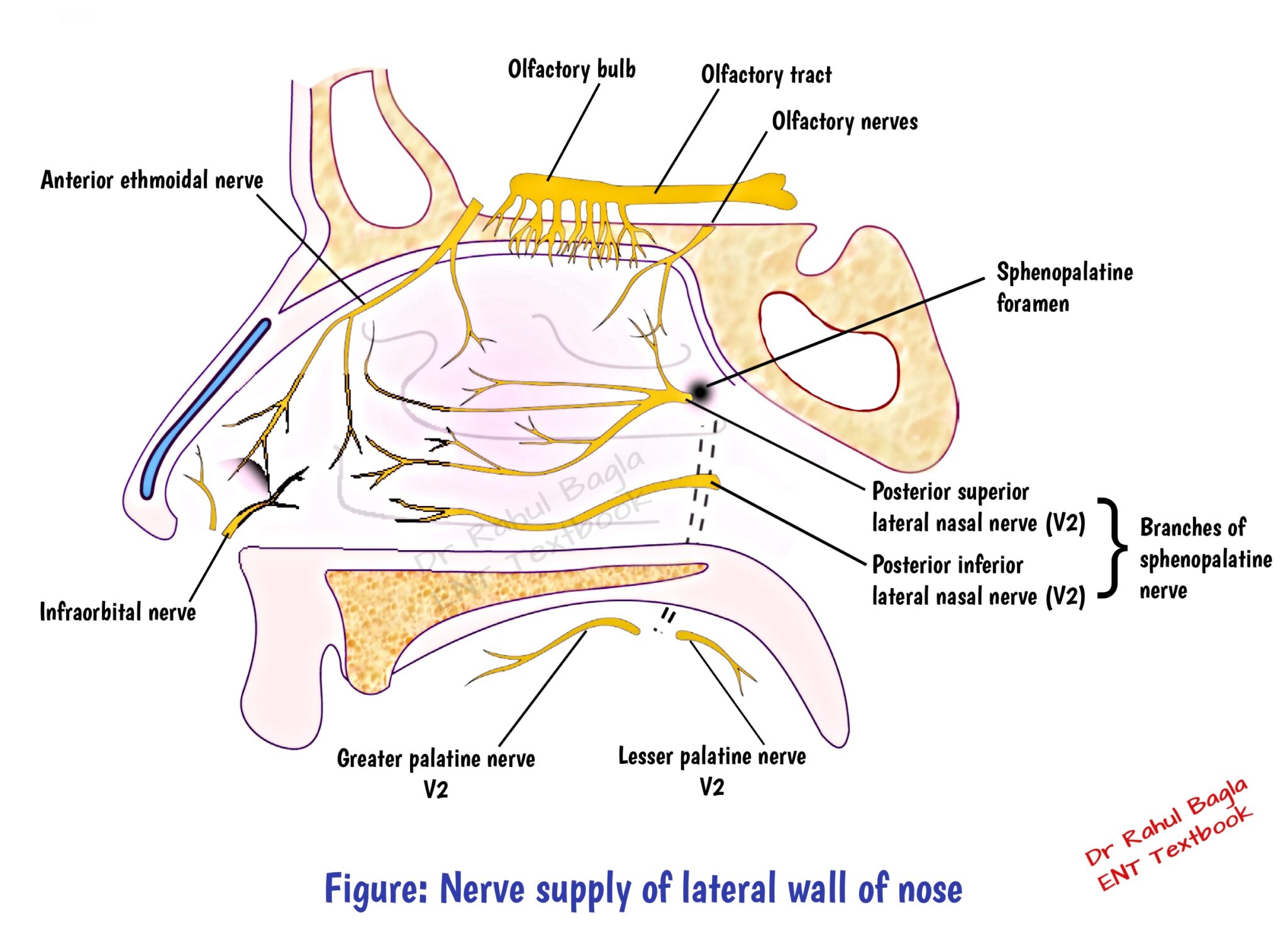 Anatomy of Internal Nose : Key Points for MBBS and PG Students