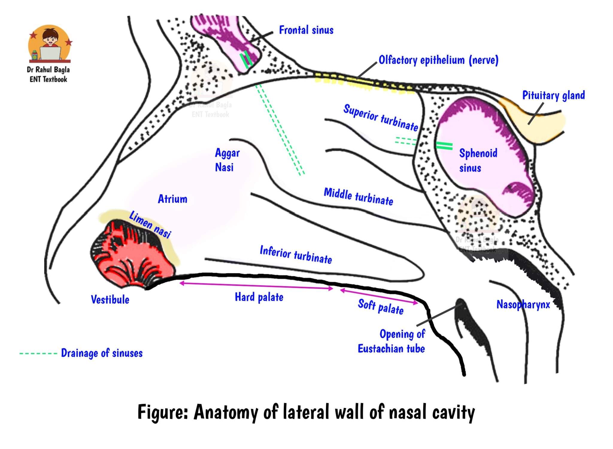 Anatomy of Internal Nose : Key Points for MBBS and PG Students