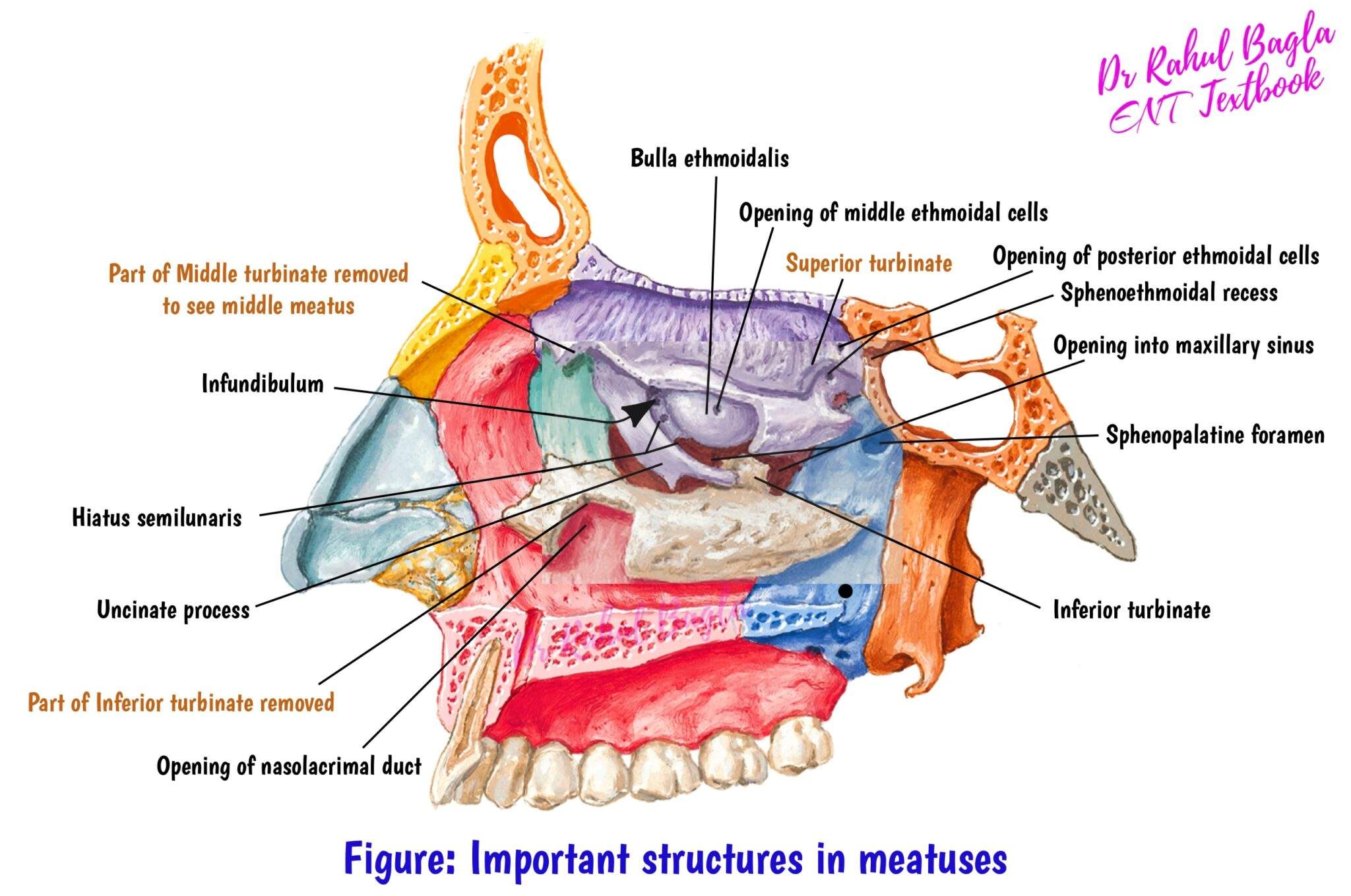 Anatomy Of Internal Nose Key Points For MBBS And PG Students