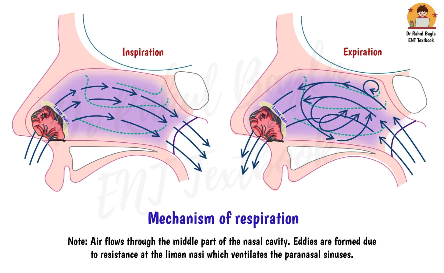 Physiology of the Nose - Functions, Olfactory Pathway, PPT, Notes, MCQ's