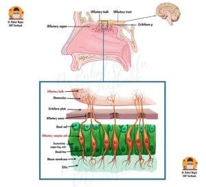 Physiology of the Nose and Paranasal Sinuses - Functions, Olfactory ...