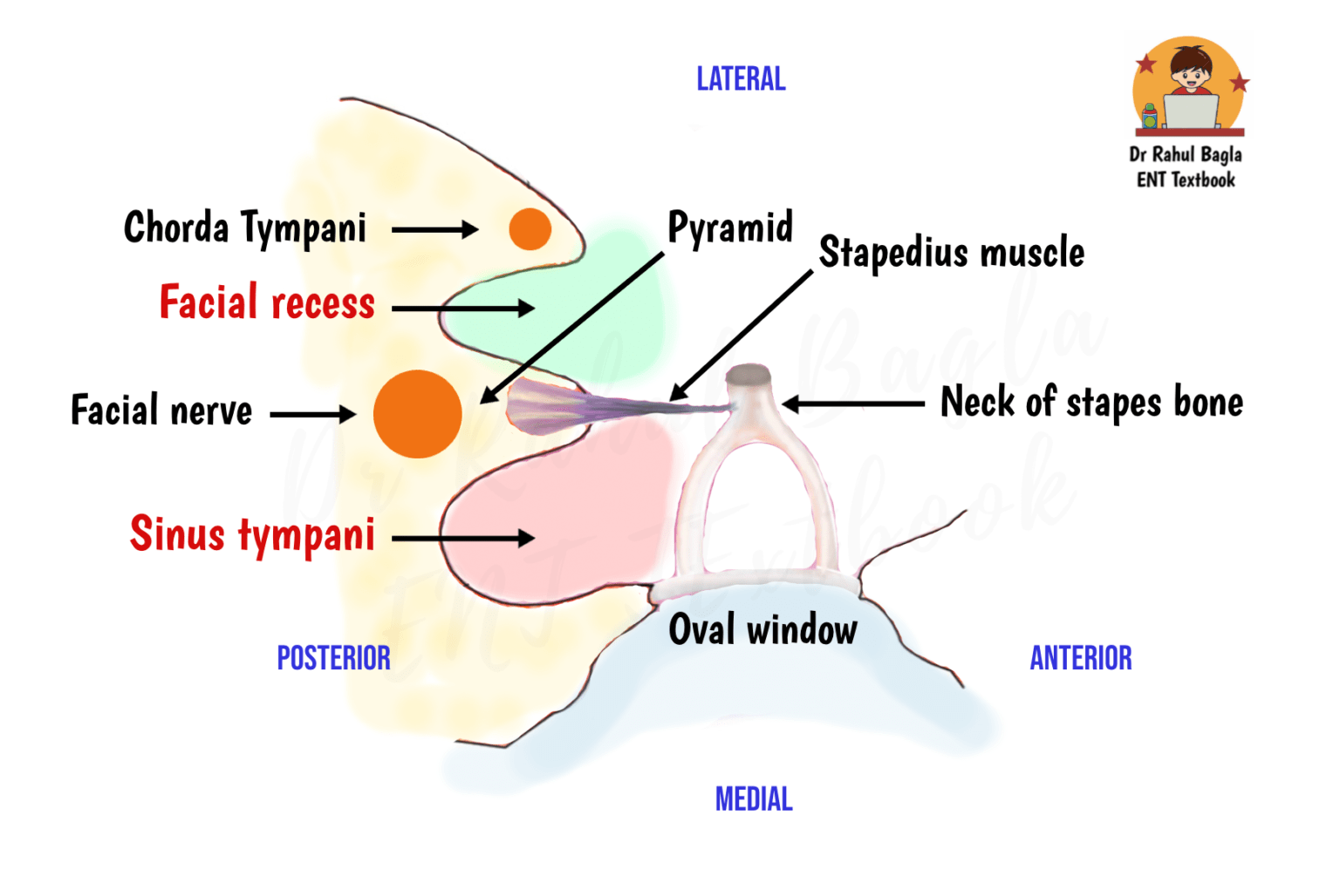 Anatomy of Middle ear - Dr. Rahul Bagla ENT Textbook