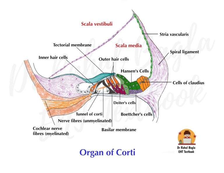 Anatomy of Internal ear - How the Inner Ear Works: Understanding ...