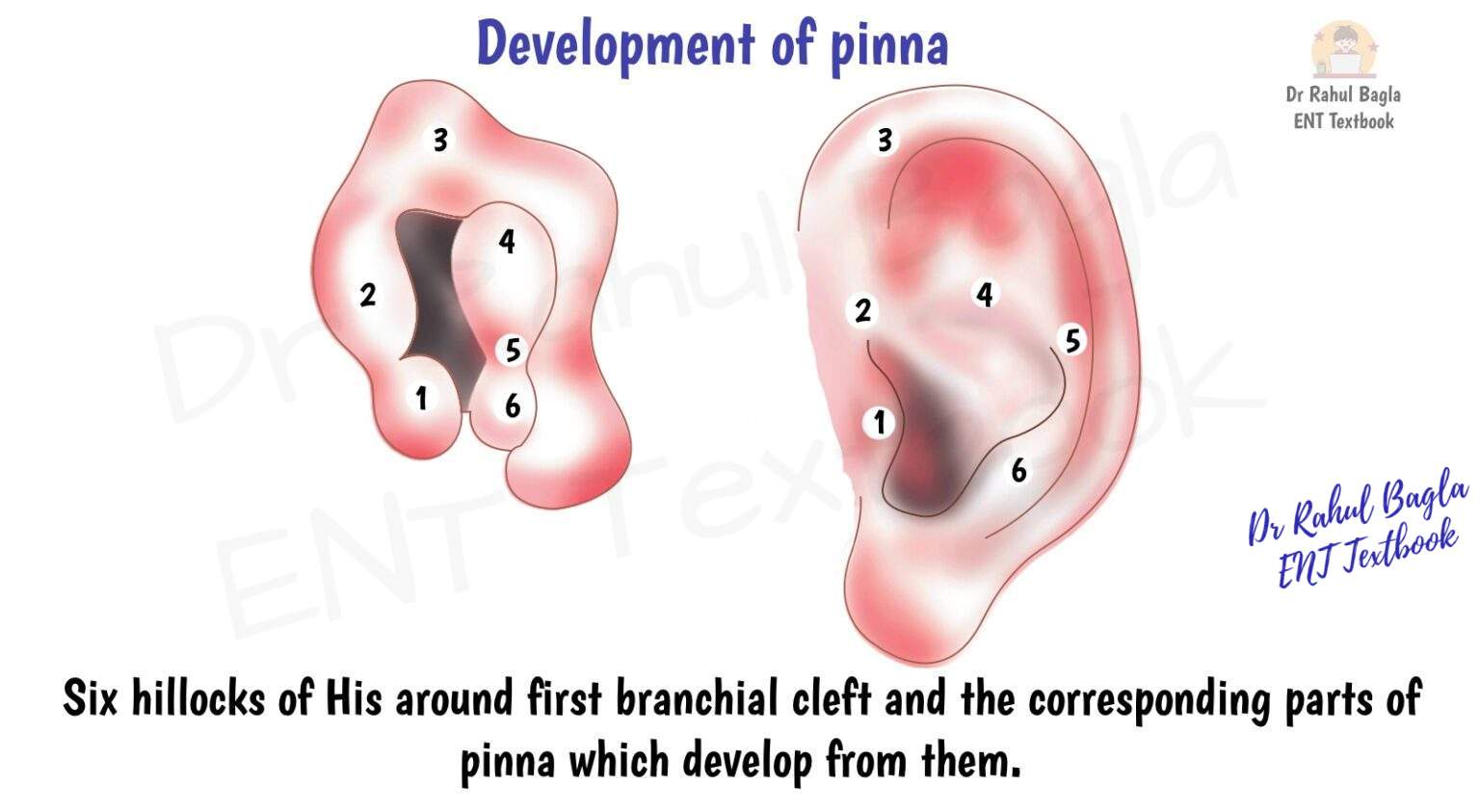Embryology of Ear - Development, Hillocks, Meatal plug, otic placode