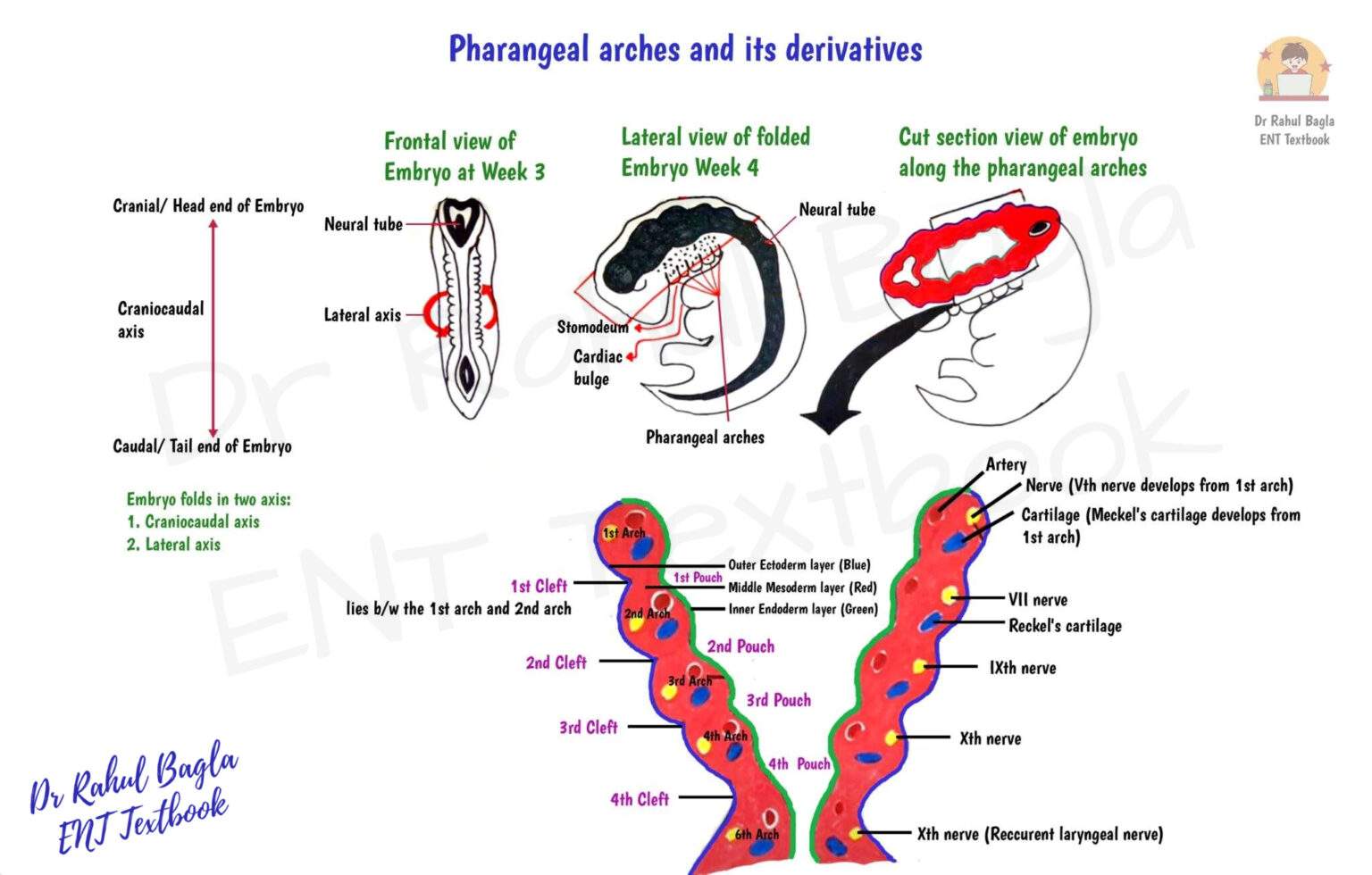 Embryology of Ear - Development, Hillocks, Meatal plug, otic placode