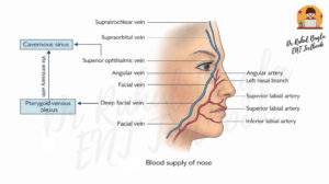 Anatomy of External Nose - Nasion, Rhinion, Supratip.